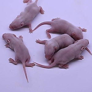 MiceDirect Frozen Small Fuzzie Feeder Mice Food for Juvenile Hognose, Corn & Milk Snakes (20 Count)