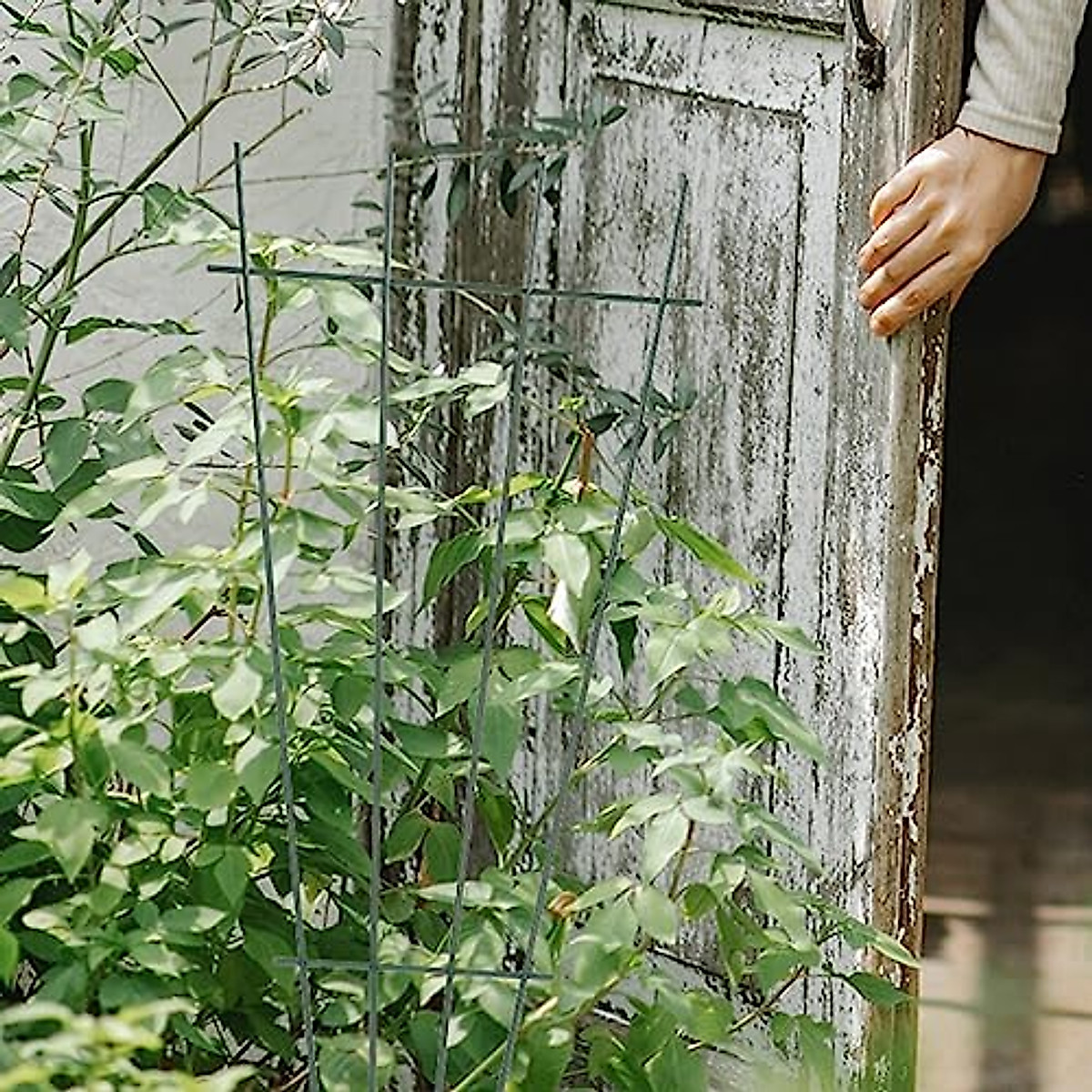 MAGICLULU House Plant Trellis for Potted Plants Plant Climbing Trellis 2pcs Iron Vine Climbing Support Rack Flower Garden Plant Stakes for Rose Vine Pea Ivy Cucumbers Flower Vegetables