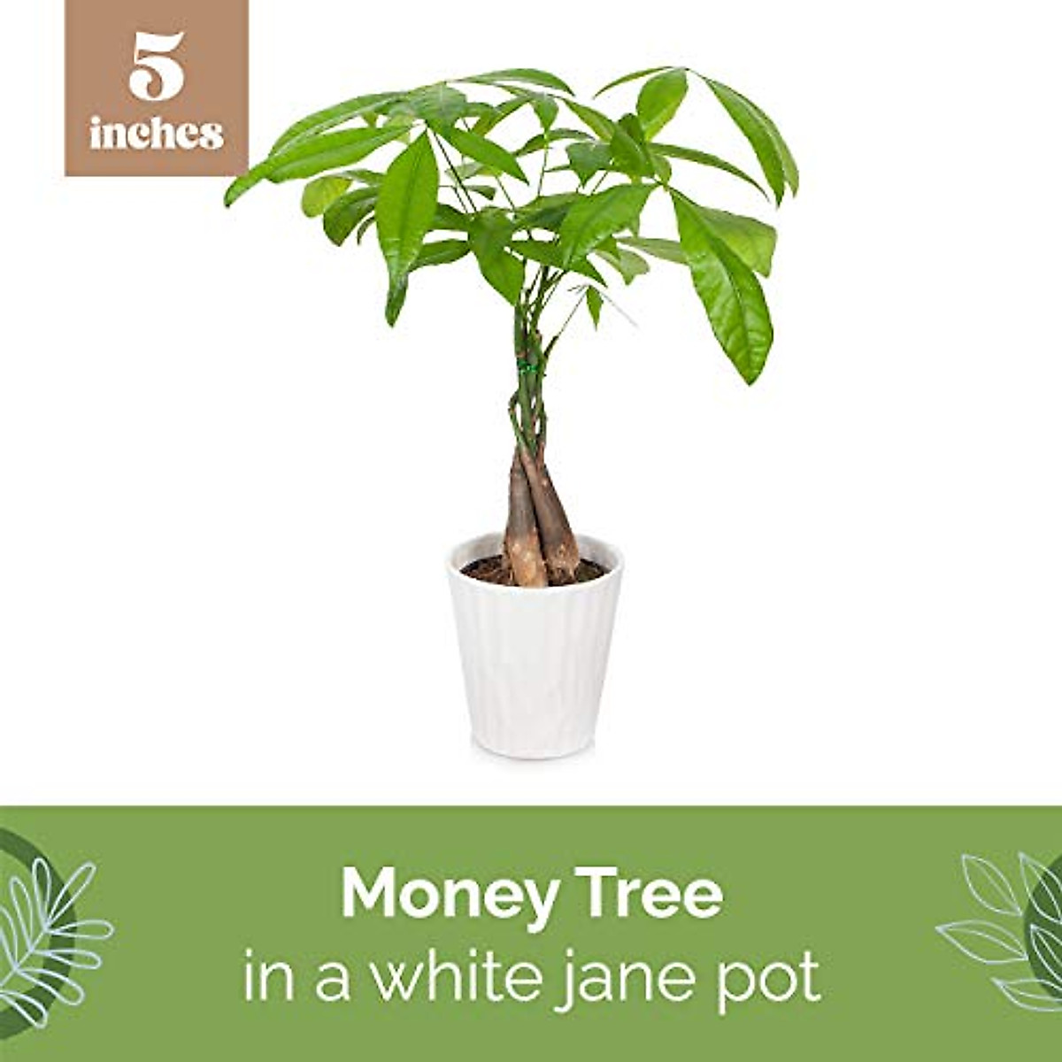 Plants & Blooms Shop PB408 Money Tree, 5", White Pot, Indoor Live Plant Decoration, Live Plant Gift