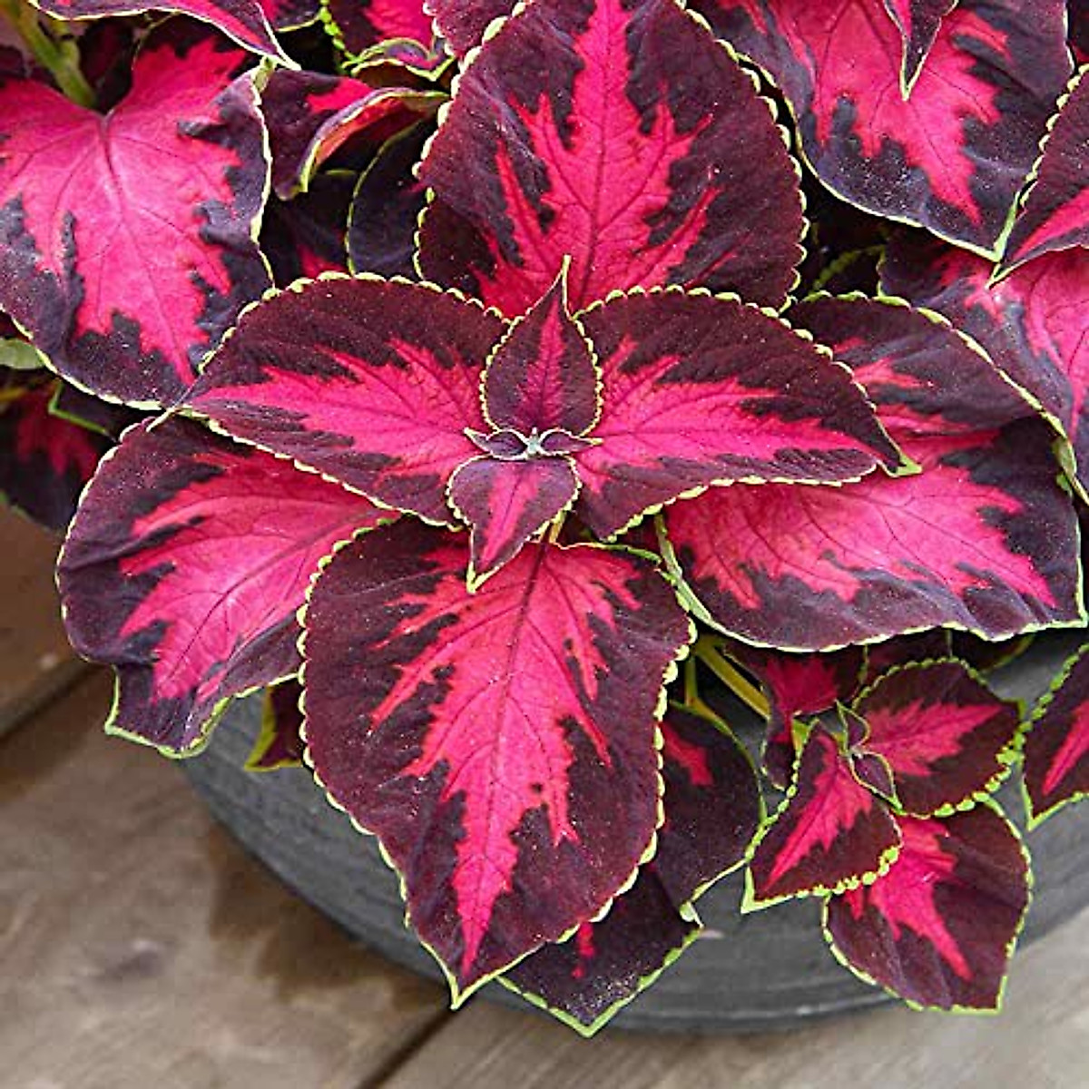Outsidepride Coleus Chocolate Cherry Foliage Indoor Or Outdoor House Plant Flower Seeds -10 Seeds