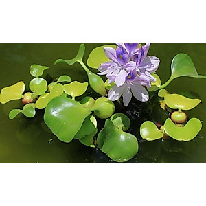 Three (3) Premium Water Hyacinth Floating Aquatic Live Tropical Plants