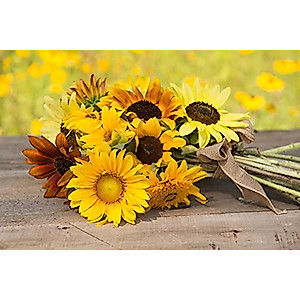 Gracias! 25 Sunflower Seed Packets for Planting - Helianthus Flower Seeds - Garden Seed to Grow Live Plants - A Beautiful Gift That Says Thank You in Spanish - Bentley Seed Co.