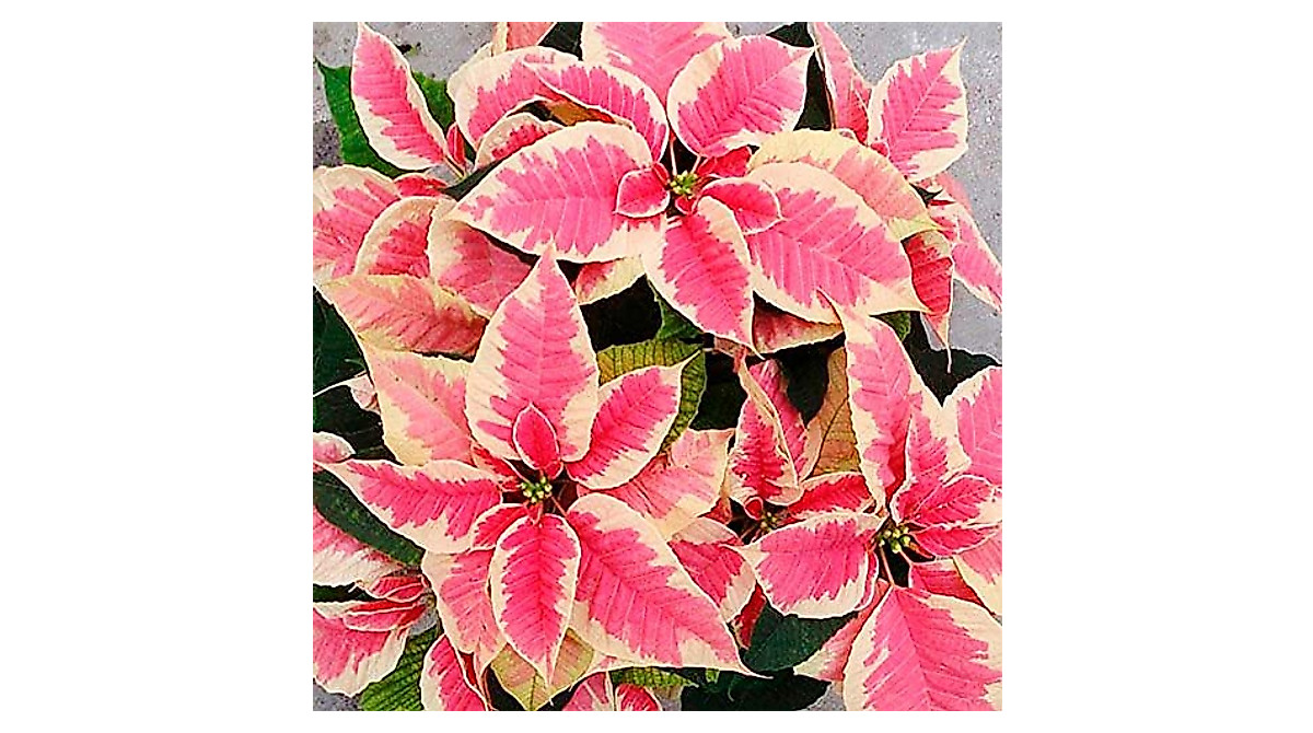 Grow Vibrant Poinsettia Seeds | Easy Mexican Flameleaf Planting