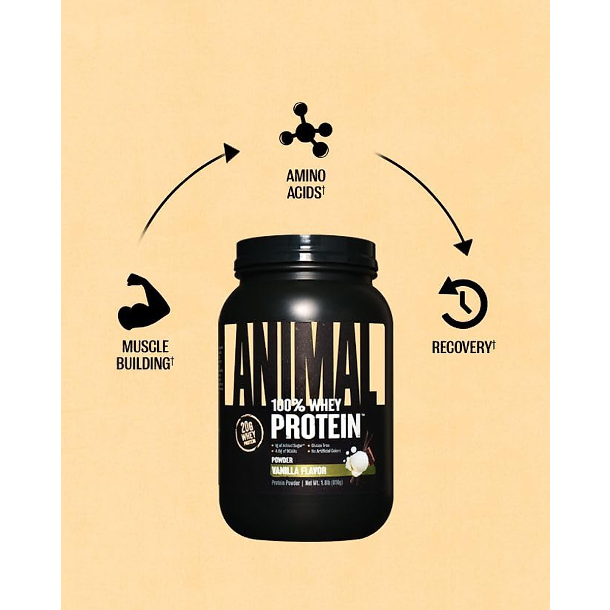 Animal 100% Whey Protein Powder – Whey Blend for Pre- or Post-Workout, Recovery or an Anytime Protein Boost– Low Sugar – Vanilla, 1.8 lb