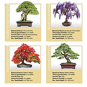 Bonsai Starter Kit - DIY Bonsai Growing Gift - Garden Hobbies for Adults, Women & Men : 4 Unique Tree Seeds, Soil, Pots, Pruning Shears, Plant Markers + Wood Gift Box