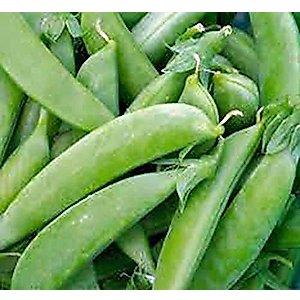Pea Seed, Sugar Daddy Snap Pea, Heirloom, Non GMO, 50 Seeds, Perfect Peas, Country Creek Acres
