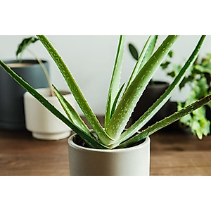 Doter Houseplant Potting Mix, Fertilized, Perlite Soil for All Types of Indoor House Plants and Tropical Plant 1 qt