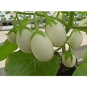 25 Pianta Delle Uova Seeds, Excellent italian Small white Eggplant