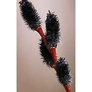 Black CAT Pussy Willow Plant Live Bush Tree Small Starter Fast Growing Tree