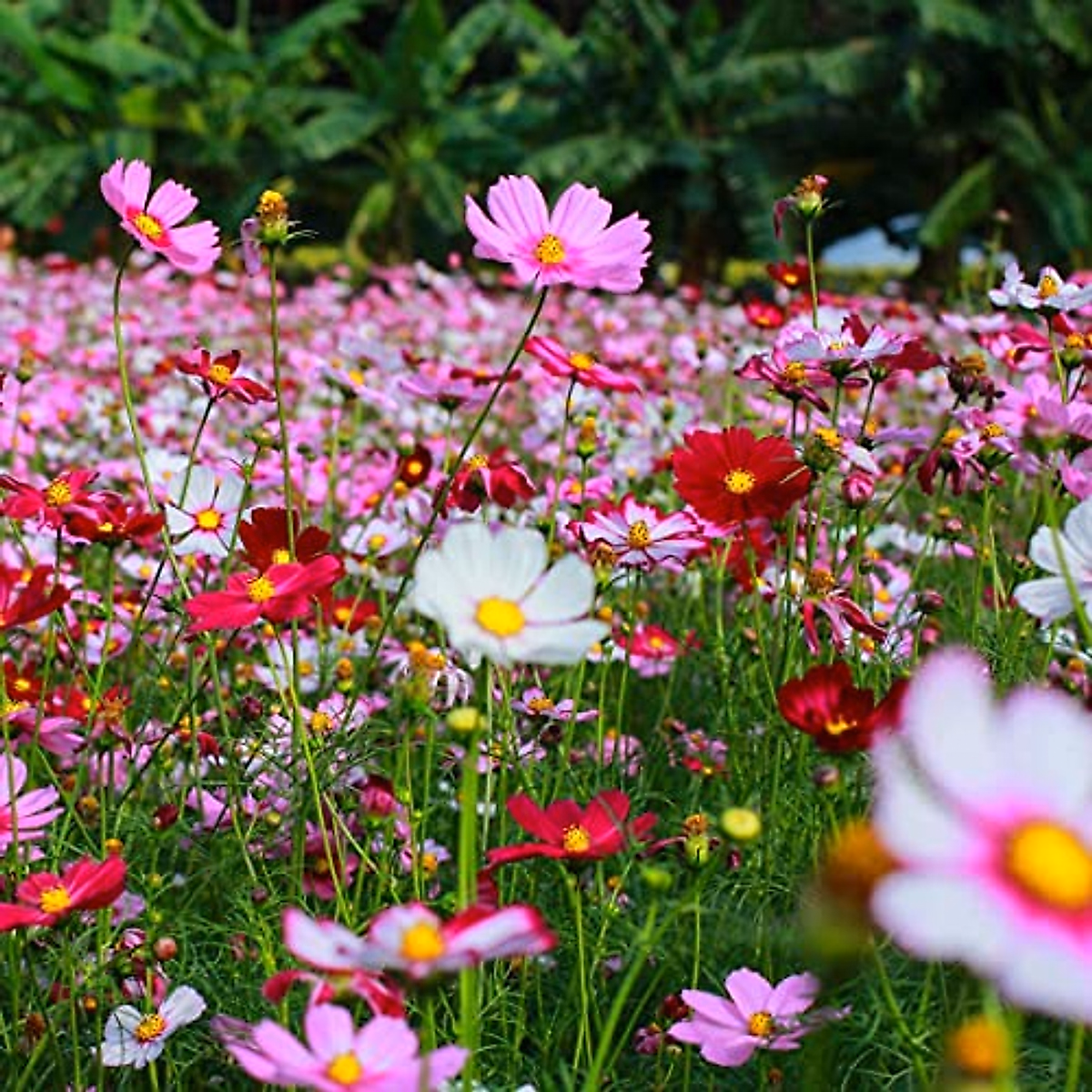 Mix Cosmos Bipinnatus Flower Seeds - Garden Cosmos Mexican Aster 11 Colors Non-GMO | Organic | Heirloom (10g)