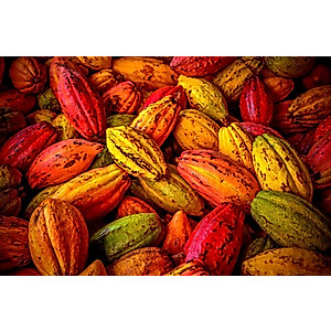 Fresh Cacao Seeds for Planting - Wet Cocoa Seeds - Make Chocolate, Great as Bonsai (4 Seeds)