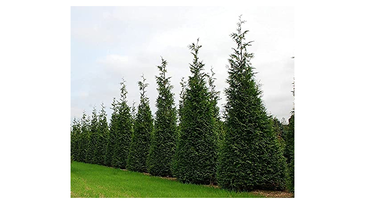 Green Giant Arborvitae - 3 Large Evergreen Privacy Trees for Screening