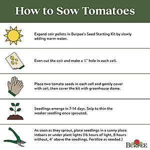 Burpee 'Red Currant', Red Cherry Tomato, Sweet Flavor, 60 Non-GMO Seeds