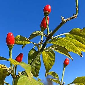 KVITER Tiny brilliantly red Chile Peppers s - They Pack a Punch! Chile Pequin Peppers(25 Seeds)
