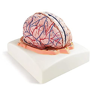 Evotech Human Brain Model w/Arteries, 7 Parts Life Size Anatomy Brain Model on a Base Show Horizontal Plain Through Eyeball Level for Science Classroom Study Display, Manual Included