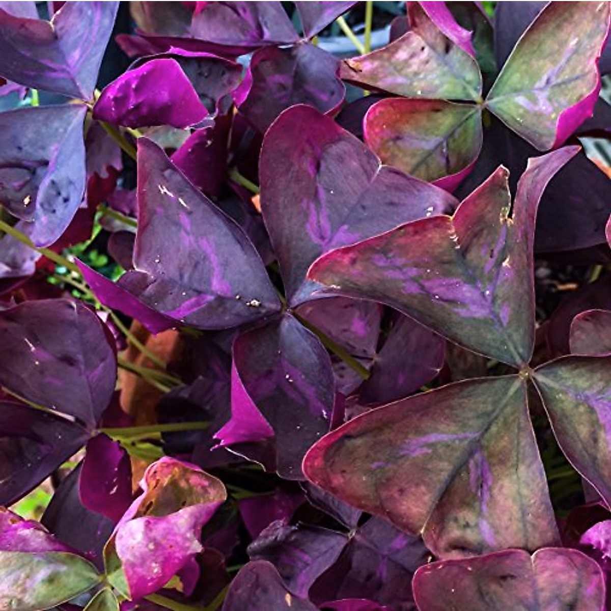 Easy to Grow Oxalis Triangularis 'Purple Shamrocks' Plant Bulbs (20 Pack) - Dark Purple Foliage & Light Pink Flowering Blooms for Indoor or Outdoor Gardens