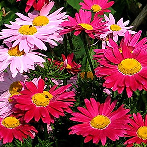 Outsidepride Pyrethrum Tanacetum Chrysanthemum Robinson's Plant Garden Flower Seed Mix - 5000 Seeds