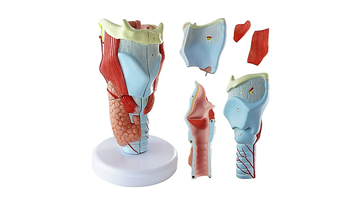 NEW HORIZON 1.5X Laryngeal Model for Medical Teaching