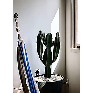 ROOITY Double Hammock Brazilian Hammocks with Portable Carrying Bag,Soft Cotton Fabric, Up to 450 Lbs Hanging for Patio,Trees,Garden,Backyard,Porch,Outdoor and Indoor XXX-Large Stripe (Blue-White)