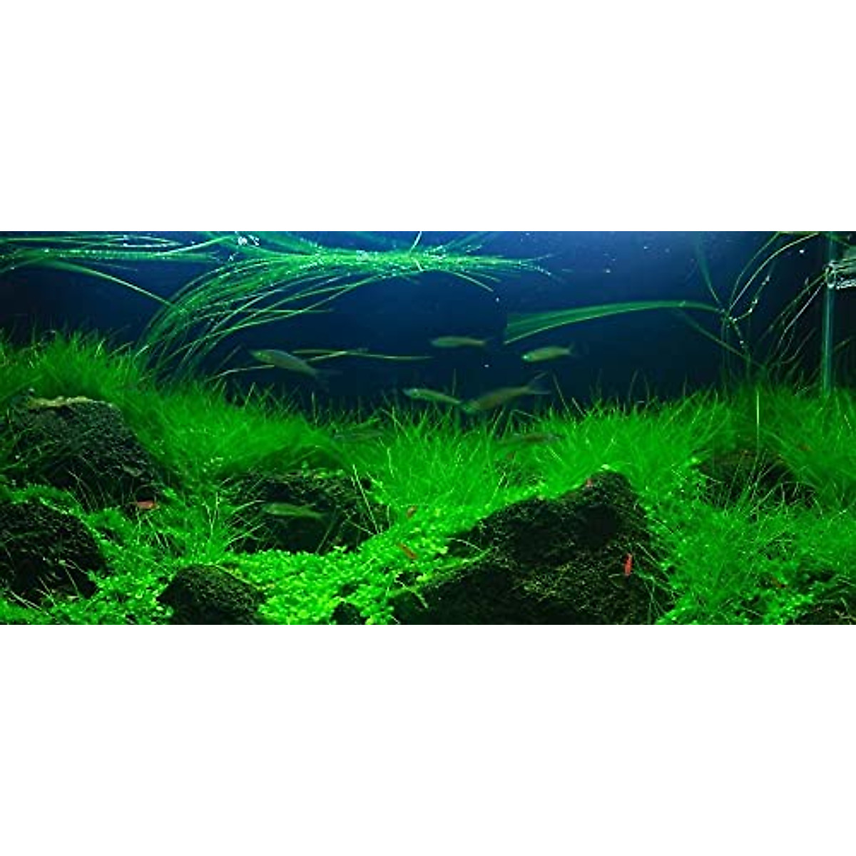 Aquarium Plants Live, Dwaf Hairgrass Plant for Growing Indoor, 1 Clump, Ornaments Perennial Garden Simple to Grow Pot