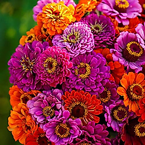 Zinnia Seeds - Purple Dream Mix - 1 Pound - Purple/Pink/Orange Flower Seeds, Open Pollinated Seed Attracts Bees, Attracts Butterflies, Attracts Hummingbirds, Attracts Pollinators