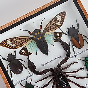9 Real MIXS Very Rare Insect Taxidermy Set in Boxes Display for Collectibles