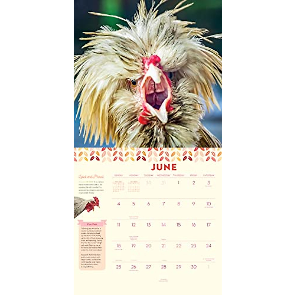 How to Speak Chicken Wall Calendar 2023: A Year of Chickens Doing What They Do & Saying What They Say