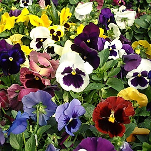 CHUXAY GARDEN Mix Viola Tricolor Seed 500 Seeds Colorful Johnny Jump-up Flower Beauty Purple Yellow White Flowers High Yield Flourishing Wonderful Choice for Garden