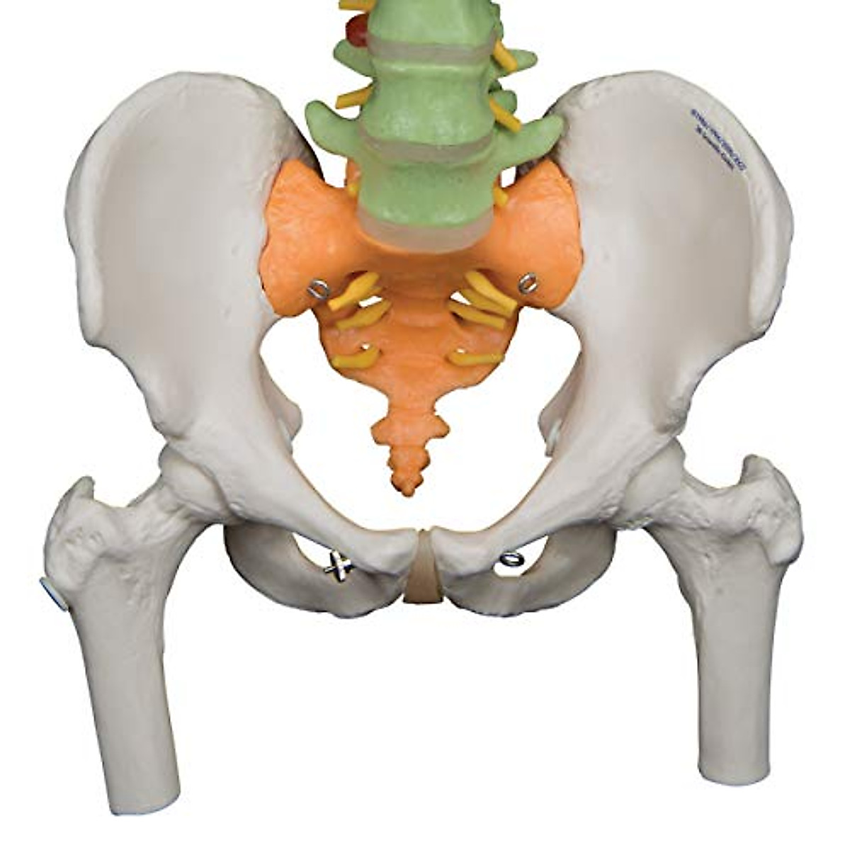 3B Scientific A58/9 Didactic Flexible Spine w/ Femur Heads - 3B Smart Anatomy