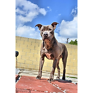 Shelter Pets 10" Grey Pitbull Plush Toy: Magnum - Real-Life Adopted American Staffordshire Terrier - Supports Animal Shelters