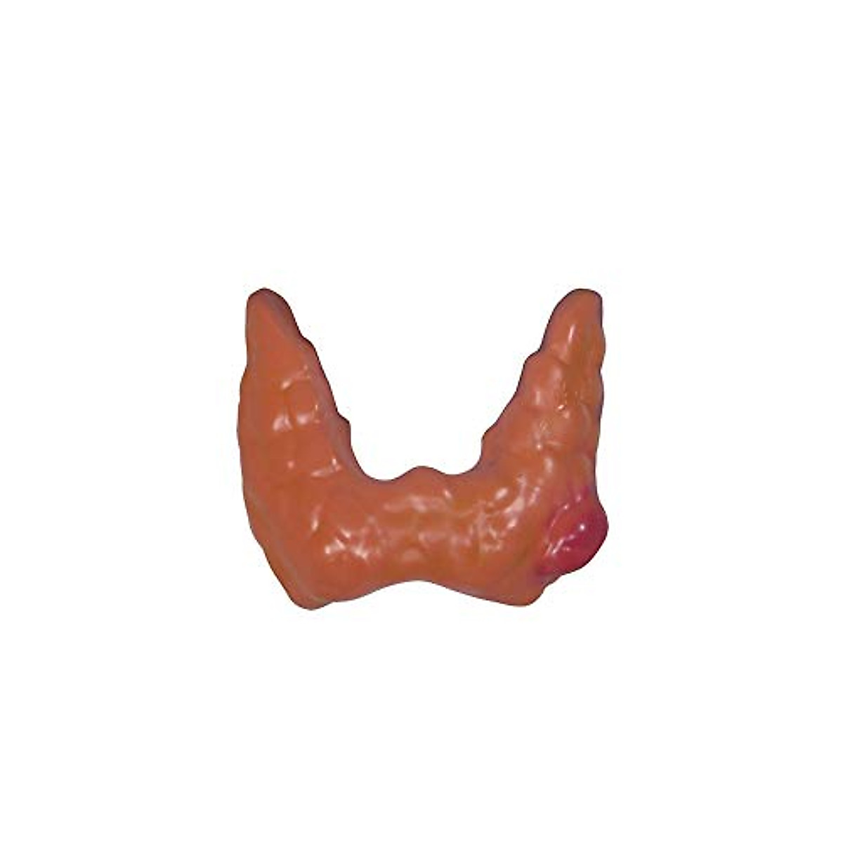 Thyroid Anatomical Model Set | Medical Education Tool