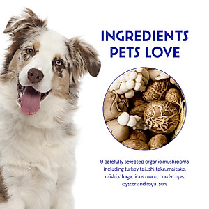 Wonder Paws Immune Support Mushroom Powder for Dogs – Organic Mushroom Complex for Immunity, Cognition, Cellular Health, Longevity - With Turkey Tail Mushroom for Dogs, Reishi & Lions Mane – 90 Scoops