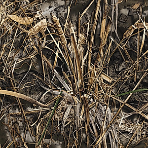 Realtree Men's Essential Camo Lightweight Performance Short Sleeve Shirt (RT MAX-7, Large)