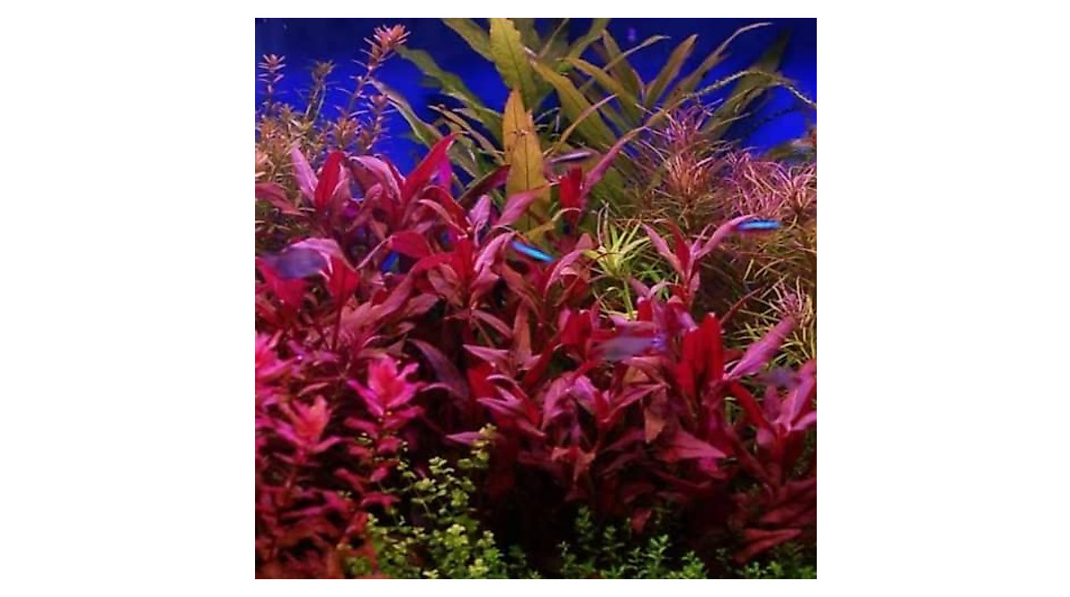 Mainam Live Aquarium Plants - Vibrant Aquascape & Healthy Ecosystem