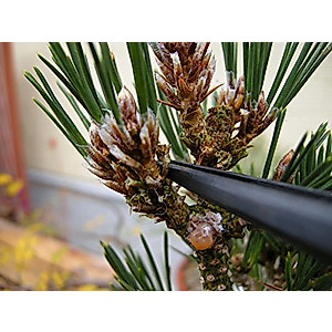 Bonsai Tweezers 200mm / Straight Head / Forged Steel No.62a