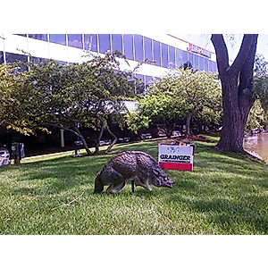 Bird-X 3D Coyote Decoy, Lifelike Predator Replica, Coyote Decoy with Moving Tail and Realistic Markings, Easy to Install, Covers up to 1 Acre of Land, 32" x 8" x 30"