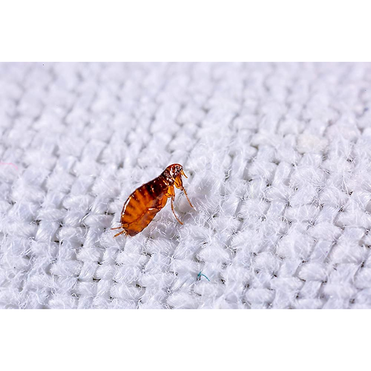 Enforcer BugMax Fogger - 2 oz (Case of 36) - EBMFOG2 - Keeps Killing German Cockroaches for 12 Weeks on Impervious Surfaces