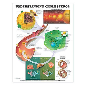 Understanding Cholesterol Anatomical Chart