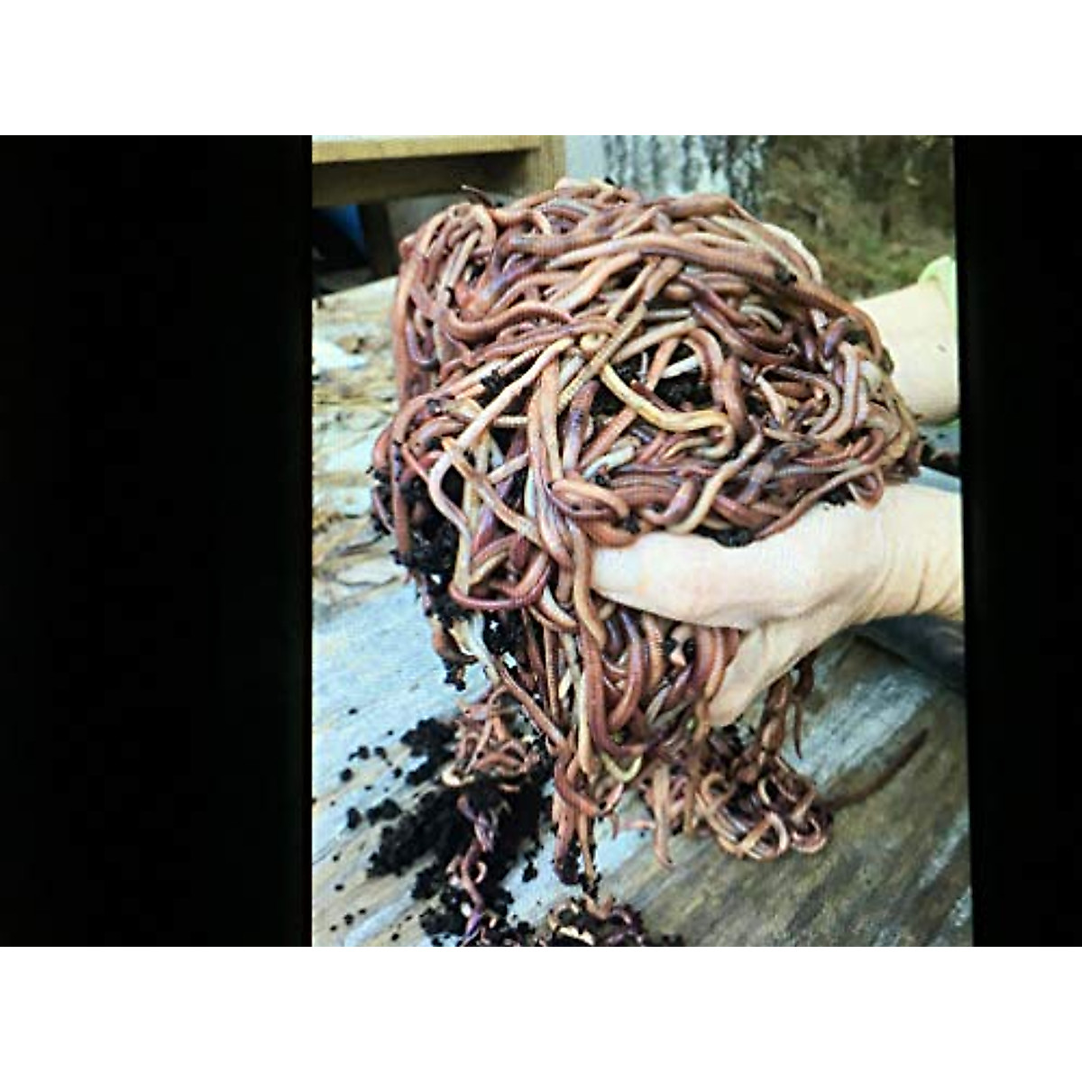 Worms 2 pounds Red Wiggler Composting