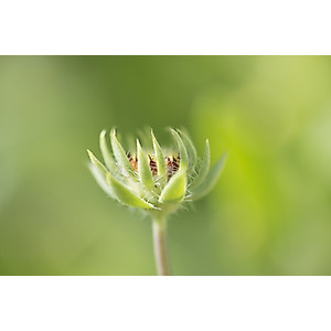 Posterazzi Close up of a blossoming flower with green background Pitt Meadows British Columbia Canada Poster Print, (19 x 12)