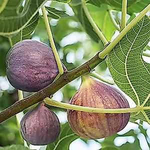 Shrub Black Mission, 1 Gallon, Lush Green Foliage with Deep Purple Figs