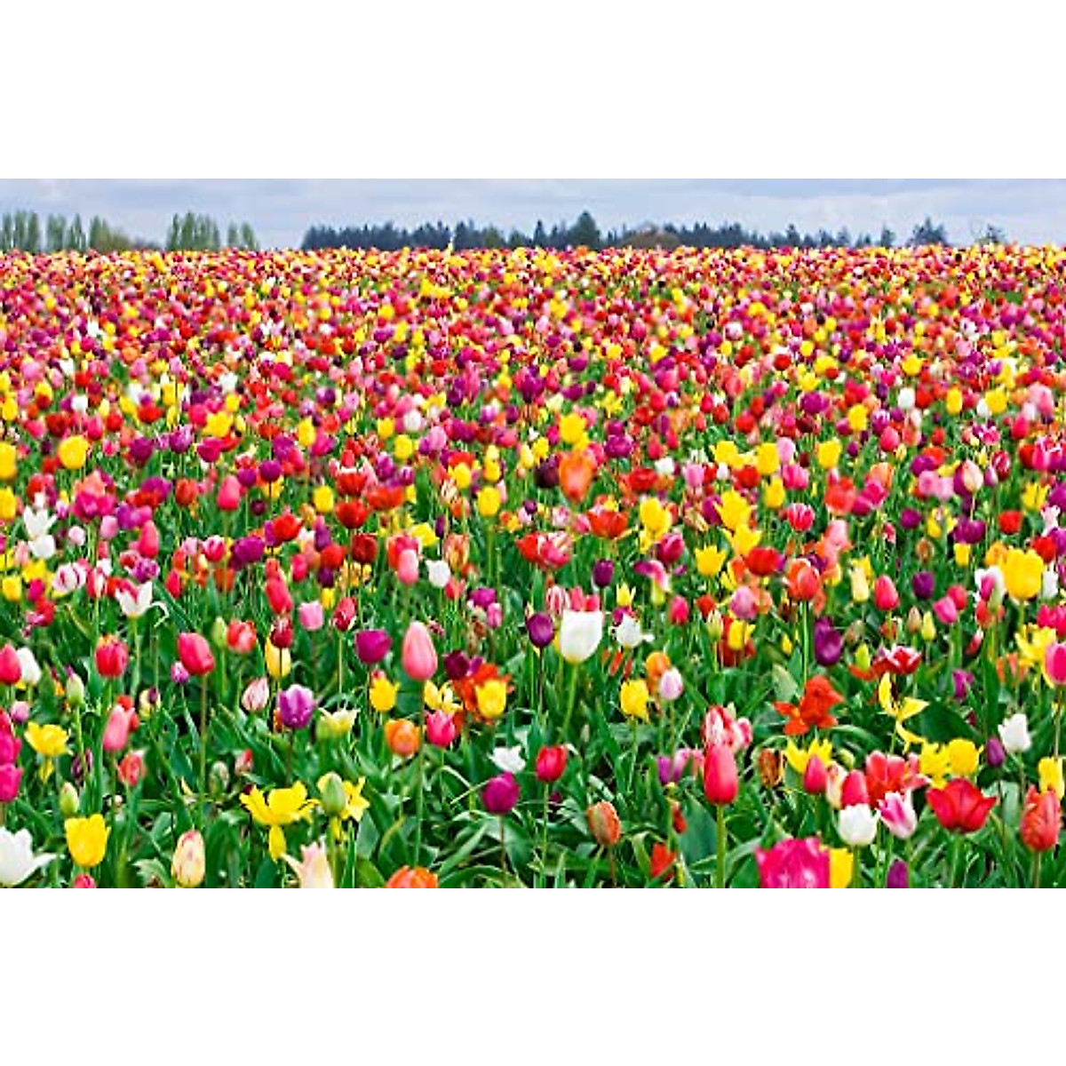 Tulip Bulbs - Landscaper Mix - 100 Bulbs, Mixed, Container Garden, Cut Flower Garden, Deer Resistant, Easy to Grow Maintain, Fragrant