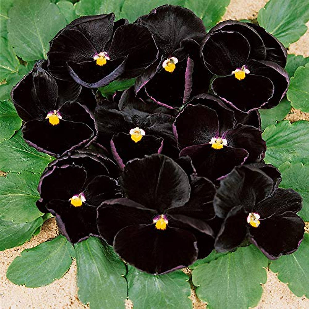 Outsidepride Black Pansy Indoor House Plant Or Outdoor Garden Flower for Beds, Borders Pots, & Containers - 1000 Seeds