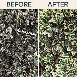 Arber Organic Liquid Concentrate for Indoor and House Plants | Natural Gardening (Organic Fungicide)