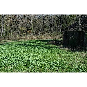 Whitetail Institute Imperial No-Plow Food Plot Seed (Spring and Fall Planting), 9-Pound (.5 acre), White