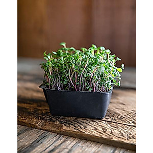 Superfood Microgreen Seeds Mix | for Microgreens Growing Trays | 1 LB | Heirloom Non GMO Purple Kohlrabi, Collard, Radish, Turnip & Broccoli Sprouts Seeds | Rainbow Heirloom Seed Co.