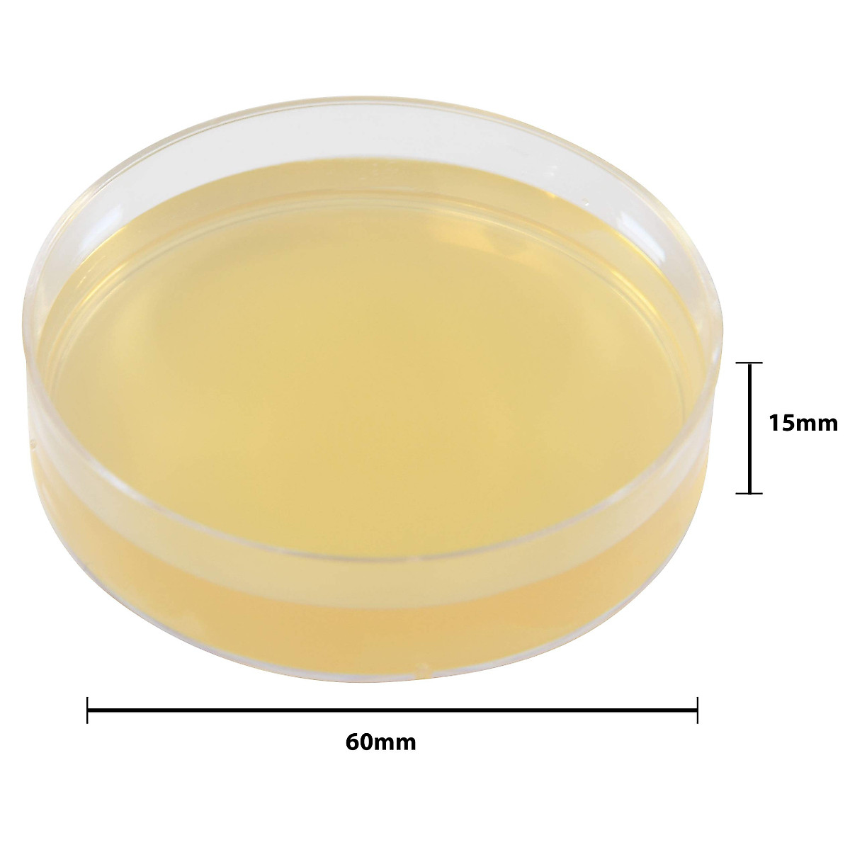 Tryptic Soy Agar (TSA), Small 15x60mm Plate, Order by The Package of 10, by Hardy Diagnostics