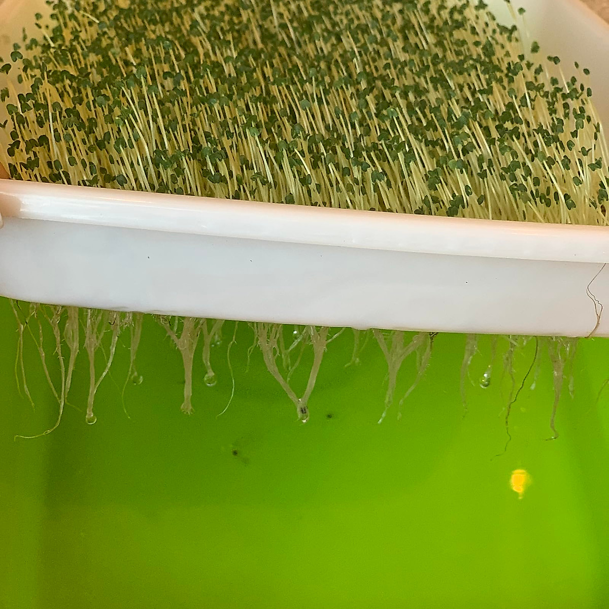 ZEONHAK 8 Pack Seed Sprouter Tray, BPA Free, Big Capacity Seed Germination Tray, Healthy Wheatgrass Seeds Grower with Lid for Growing, Bean Sprouts, Cat Grass, Wheat Grass, Mung Beans