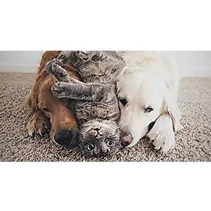 Joint Supplement for Dogs - Pets Turmeric with Organic Coconut Oil - Dogs and Cats - Added Hemp Oil Extract - Powerful - cat Hemp Treats - 2 Bottles (240 Treats)