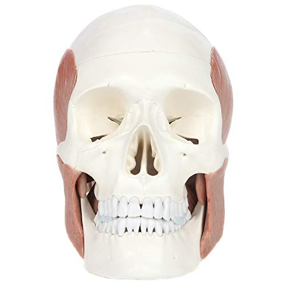 Axis Scientific 3-Part Human Skull Model with Masticatory Muscles, Life Size Skull Cast from Real Human Bones Shows Range of Motion of Jaw